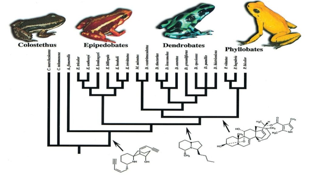 Aposematizm Nedir? Hayvanlarda Renklerin Önemi